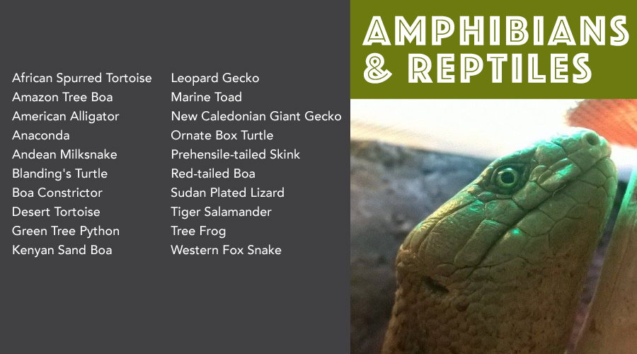 A.D.O.P.T. Animals | racinezoo.org